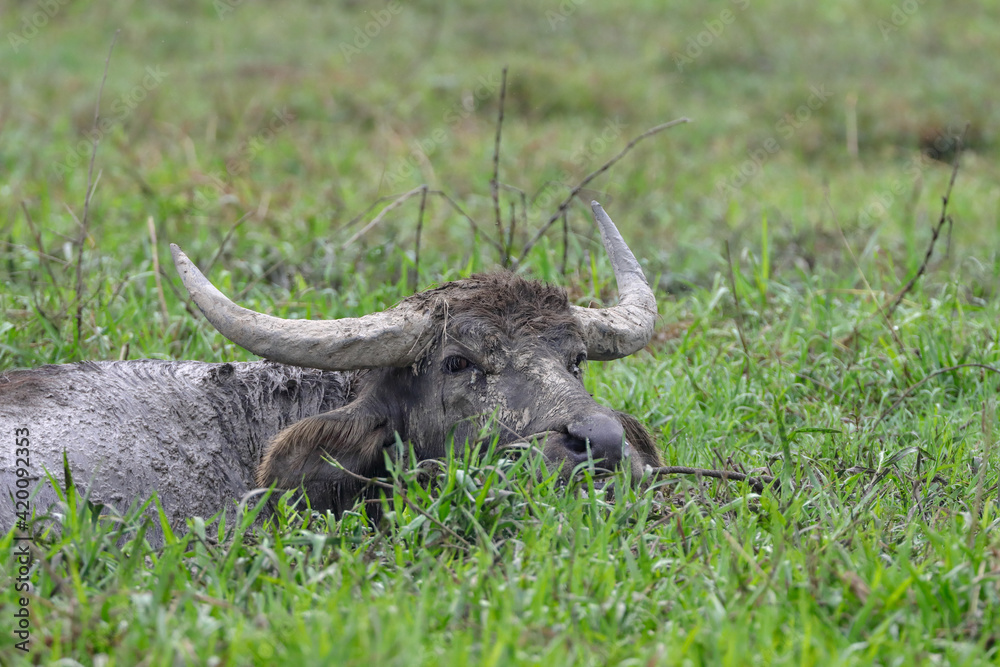Domestic water Buffalo Resting In The Mud.The water buffalo, also ...