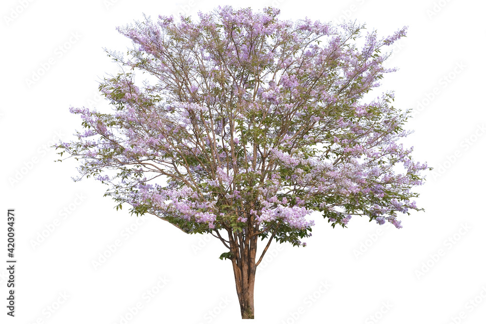 Pink tree side view isolated on white background for landscape and ...