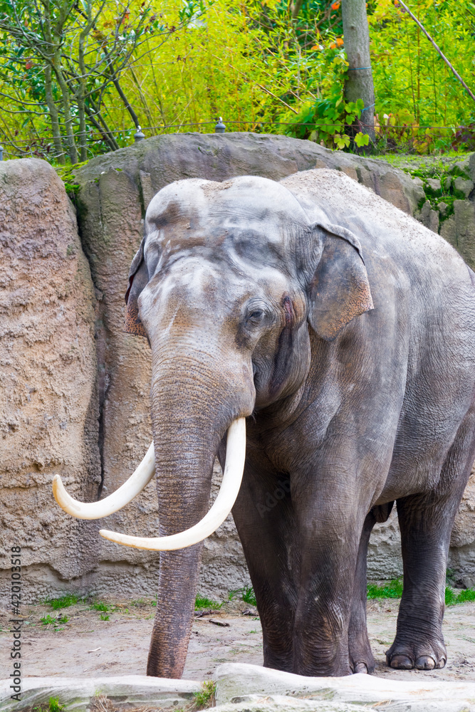Asian elephant bull in a modern enclosure Stock Photo | Adobe Stock