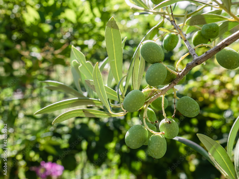 Set of olives or green olives at the beginning of their fruit set on ...