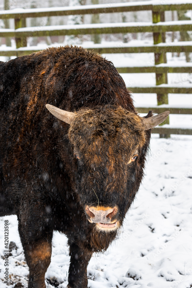 Zubron (a hybrid of bison and cattle) in a European Bison Show Reserve ...