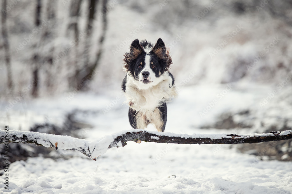 Border collie. Rasowy pies. Szkolenie psów. Inteligentne psy. Portrety ...