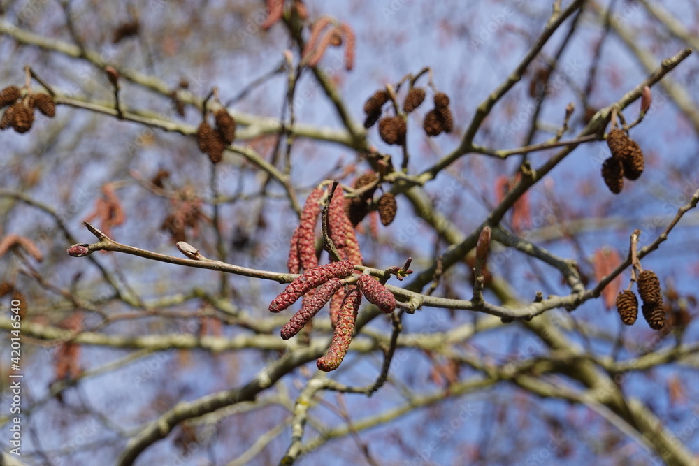 Foto de Red alder is the largest species of alder in North America and ...