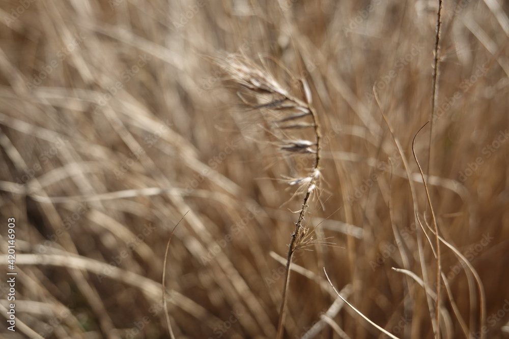Elymus canadensis, commonly known as Canada wild rye or Canadian ...