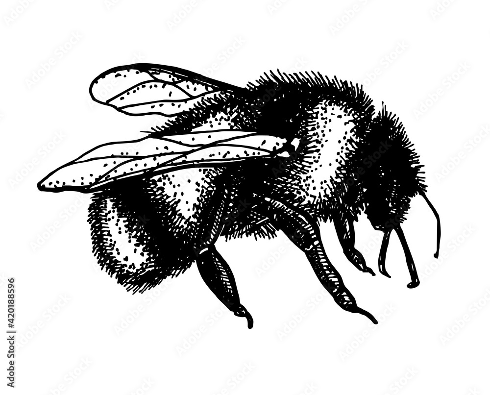 Sketch illustration of a graden Bumblebee. Hand drawn vector drawing of ...