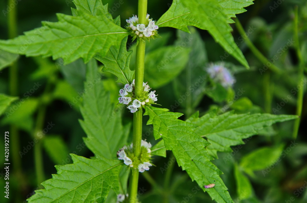 Flowers of a gypsywort plant (Lycopus europaeus) Stock Photo | Adobe Stock