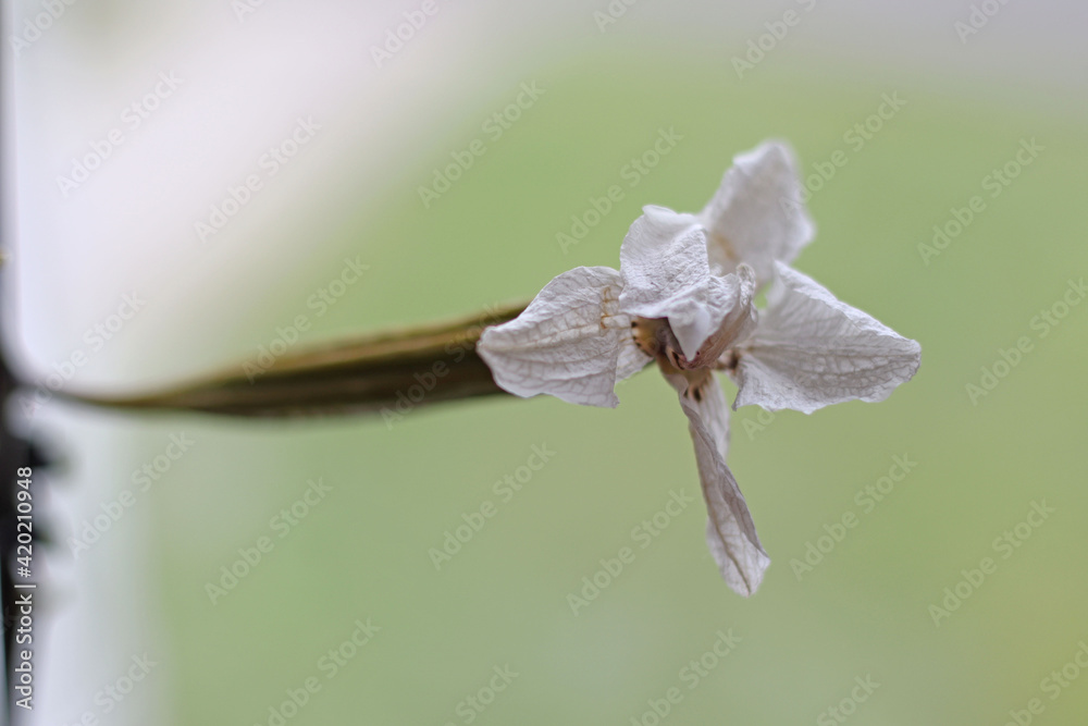 Die Samenkapsel einer Orchidee Stock Photo | Adobe Stock