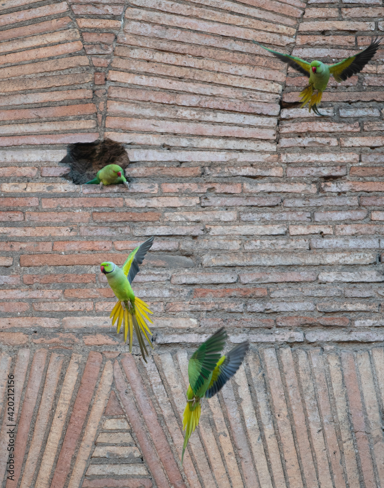 Rose ringed parakeets on the ancient walls of the roman forum, in Rome ...