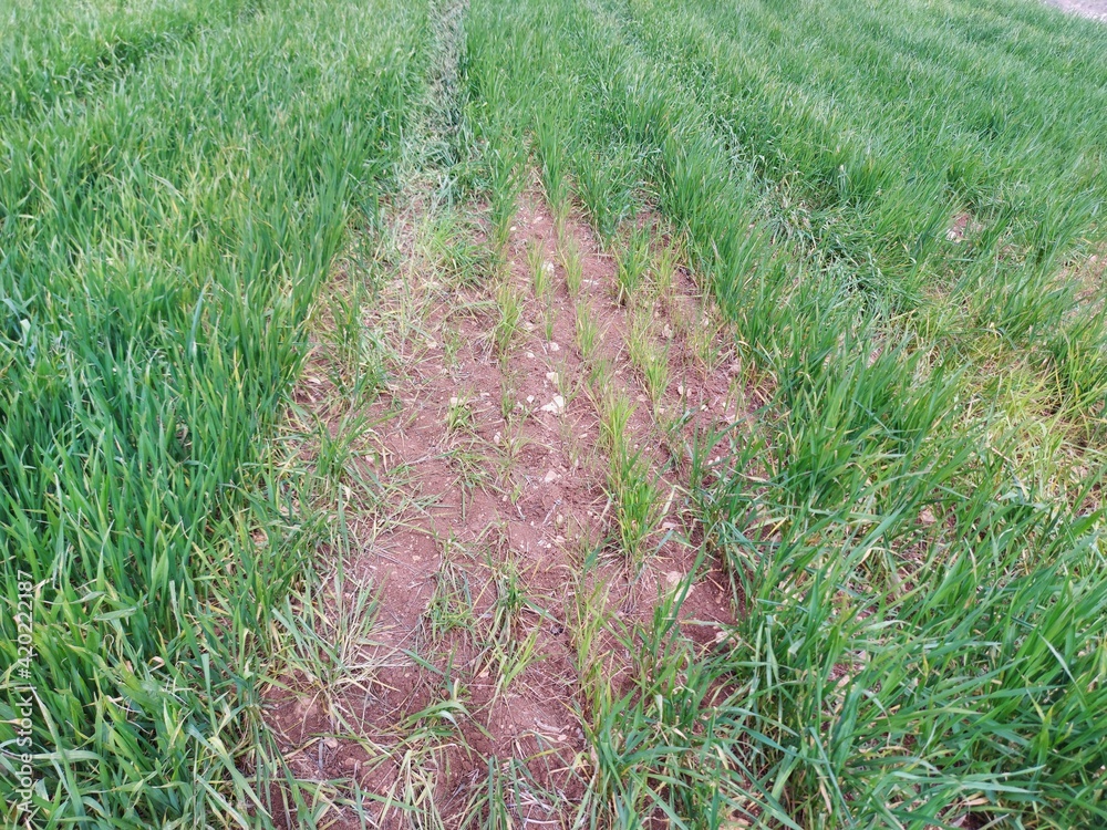 dwarfism and root rot disease in wheat Stock Photo | Adobe Stock