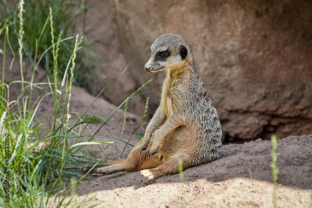 meerkat sitting upright staring at grass in front of him, funny scene ...