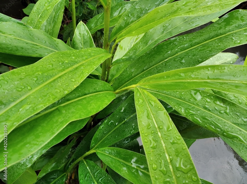 daun tanaman yang segar Stock Photo | Adobe Stock