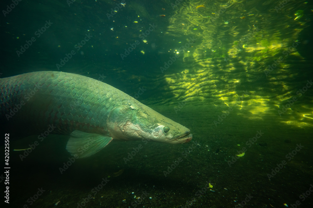 Arapaima gigas fish under water Stock Photo | Adobe Stock