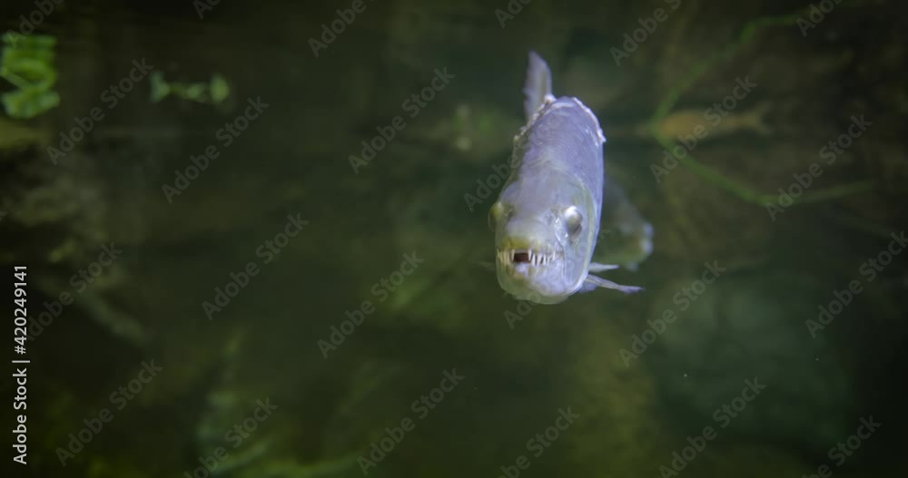 Hydrocynus goliath, also known as the goliath tigerfish, giant ...