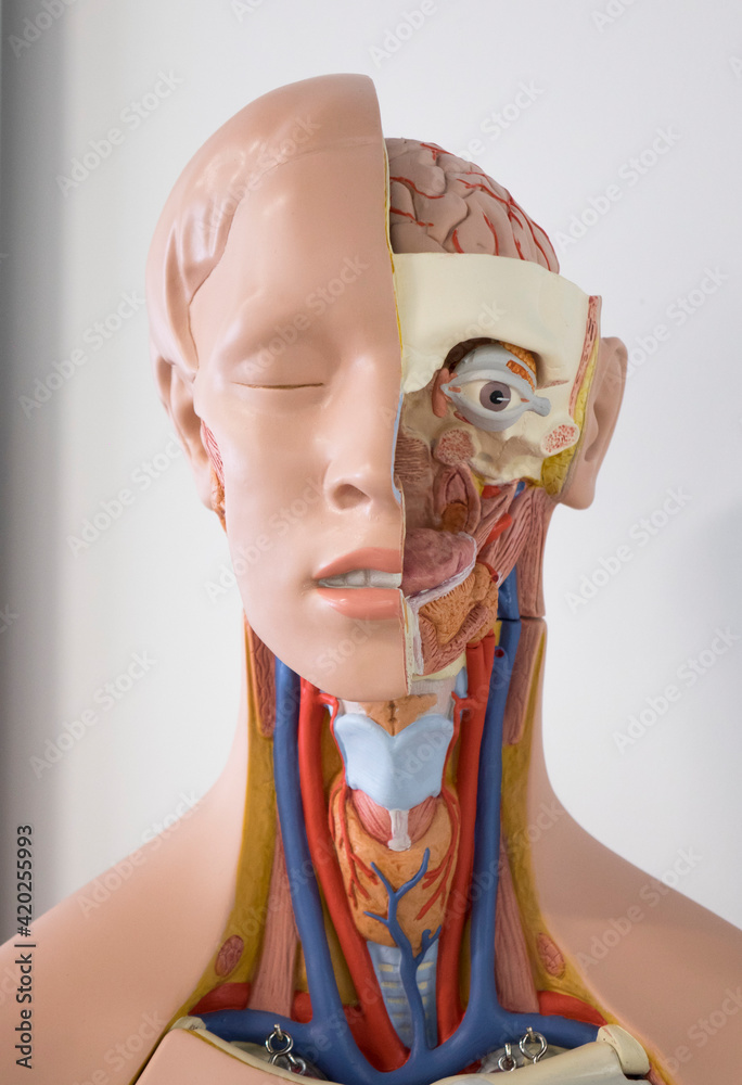 Photo & Art Print Human internal organs face dummy, training dummy ...