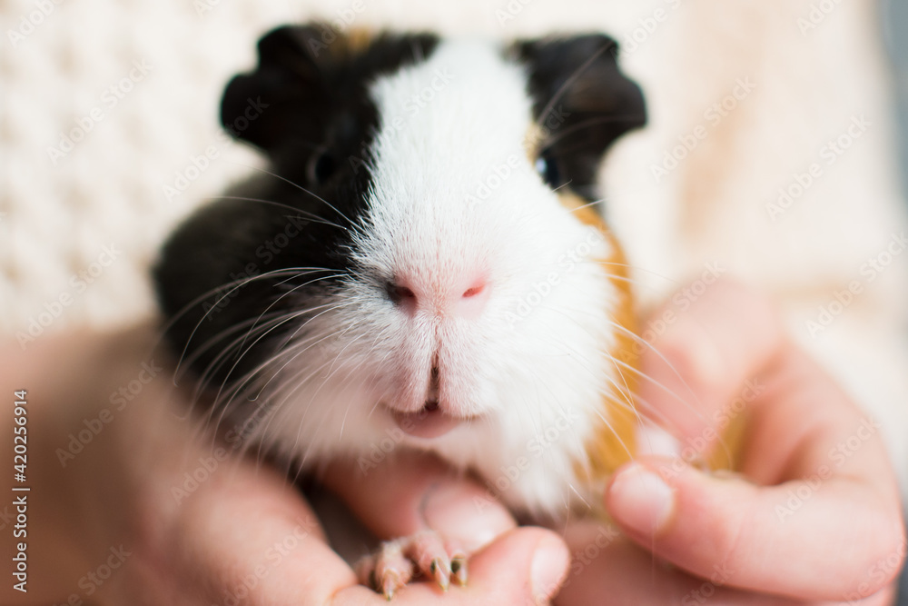Guinea pig in human hands. Domestic rodent pet in kids care. Close up ...