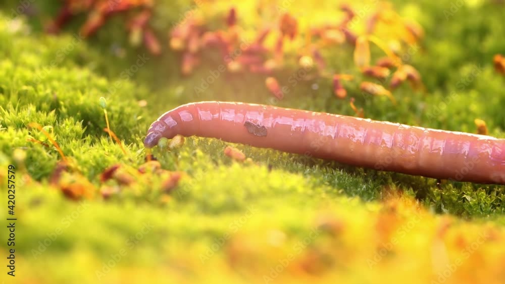 An earthworm is a terrestrial invertebrate that belongs to the class ...
