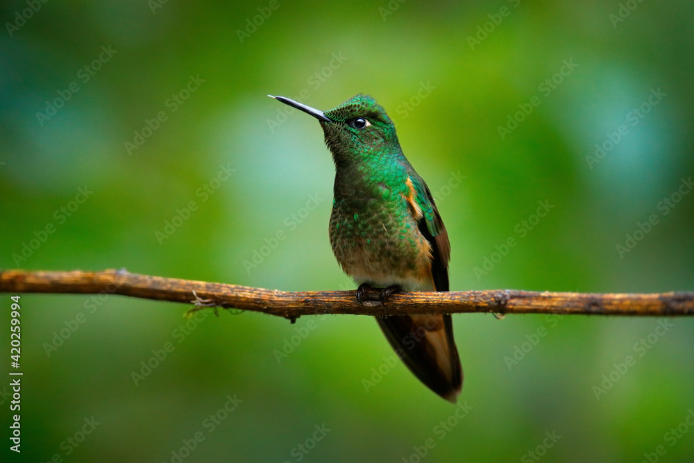 Hummingbird from Ecuador. buff-tailed coronet, Boissonneaua flavescens ...