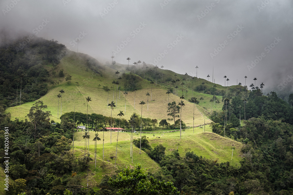 Panoramica del Valle del Cocora en Quindio_Colombia, montañas con arbol ...