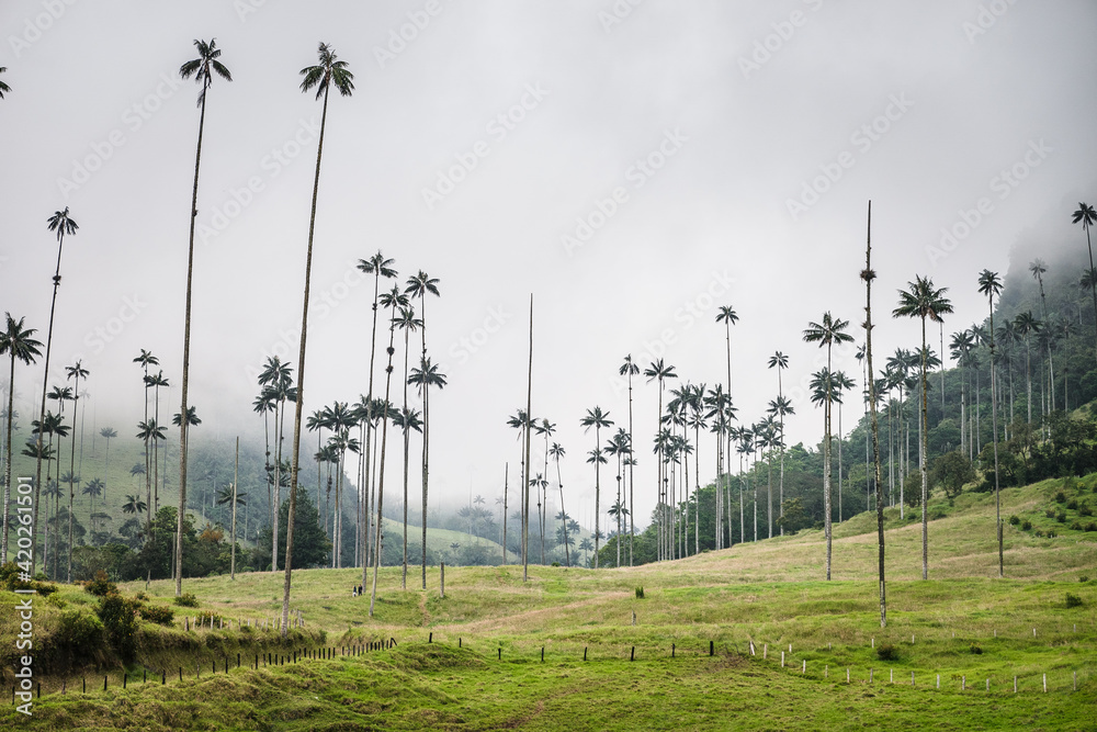 Foto de Panoramica del Valle del Cocora en Quindio_Colombia, montañas ...