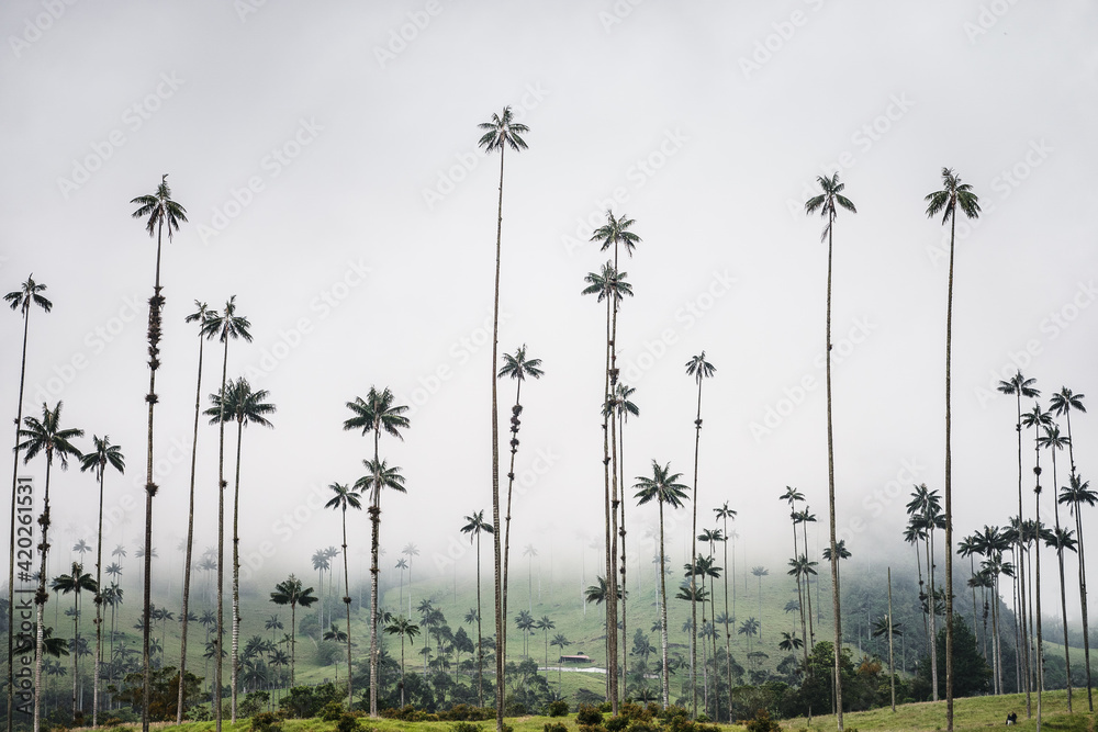 Panoramica del Valle del Cocora en Quindio_Colombia, montañas con arbol ...