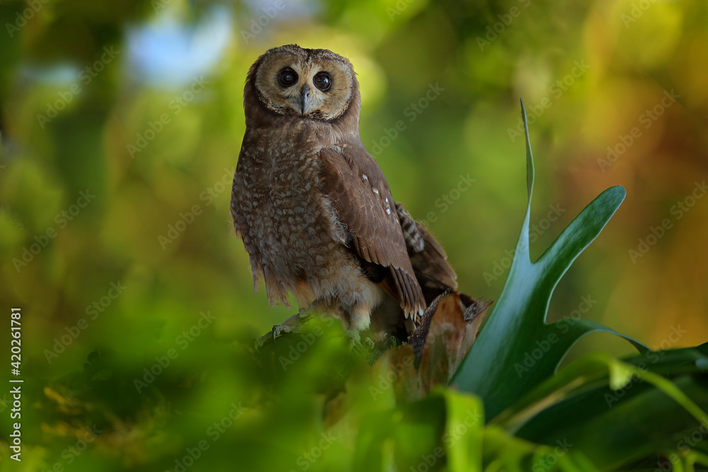 Marsh owl, Asio capensis, Lake Kariba, Zimbabwe. Bird siting on the ...