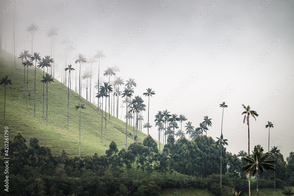 Panoramica del Valle del Cocora en Quindio_Colombia, montañas con arbol ...