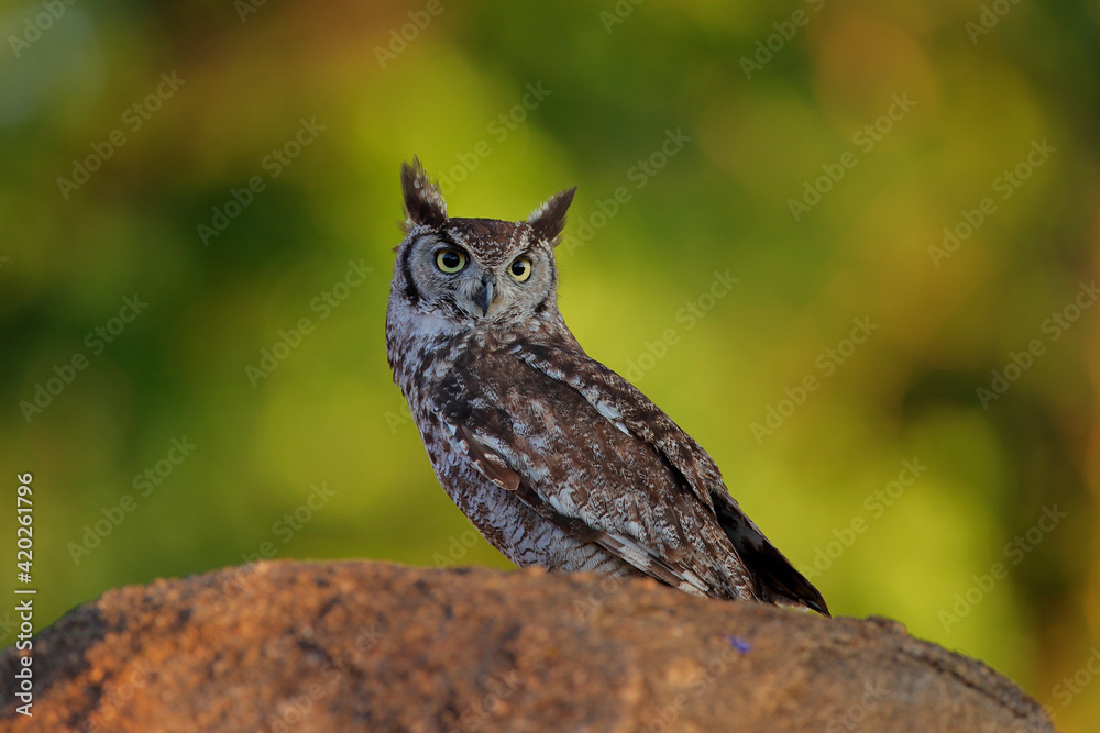 Spotted eagle-owl, Bubo africanu, Lake Kariba, Zimbabwe. Bird siting on ...