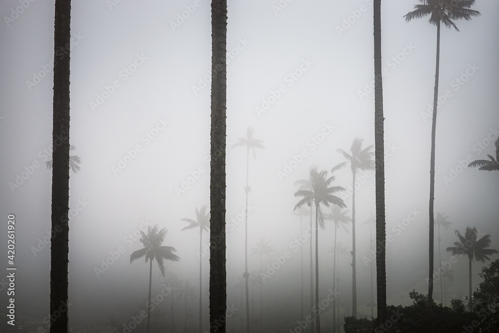 Panoramica del Valle del Cocora en Quindio_Colombia, montañas con arbol ...
