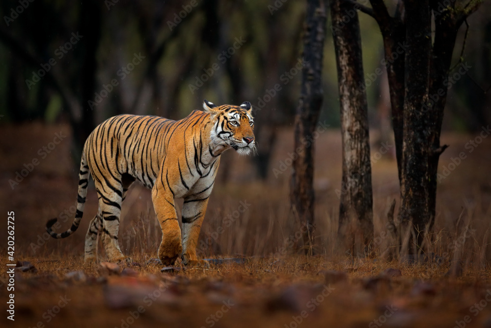 Indian tiger, wild animal in the nature habitat, Ranthambore NP, India ...