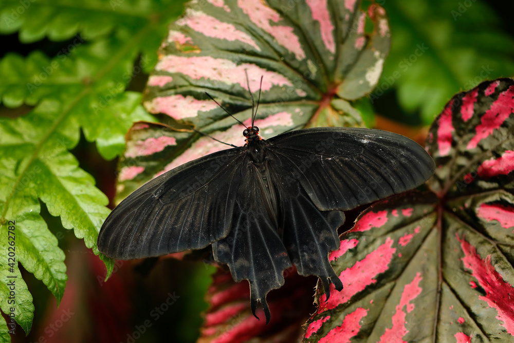 Atrophaneura semperi, species of butterfly from the family Papilionidae ...