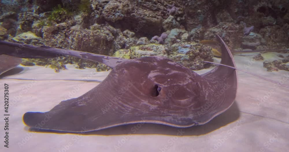 Stingrays under water. Stingrays are a group of sea rays, which are ...