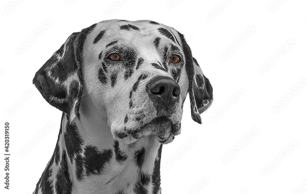 An isolated portrait of a Dalmatian looking forward. The Dalmatian is a ...