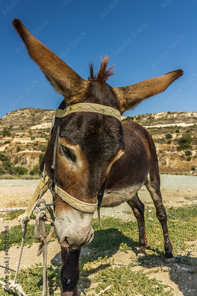 Donkey tied up and dressed in harness stands on the road in the rocky ...