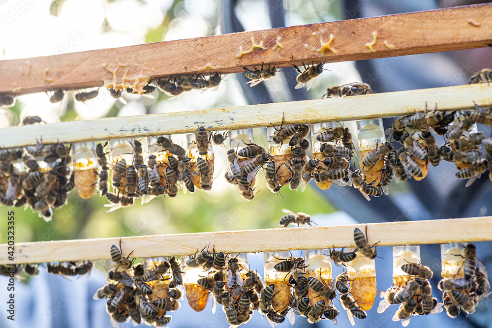 Beekeeping queen cell for larvae queen bees. beekeeper in apiary with ...
