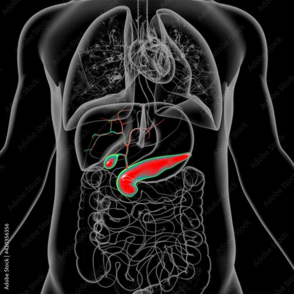 Gallbladder Digestive System