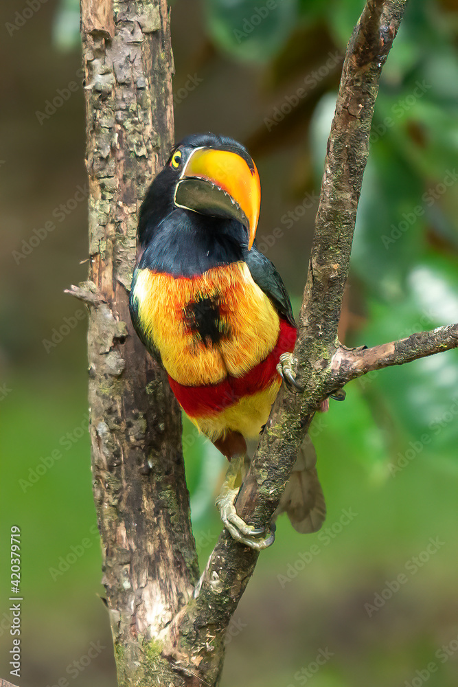Fiery-billed Aracari - Pteroglossus frantzii is a toucan, a near ...