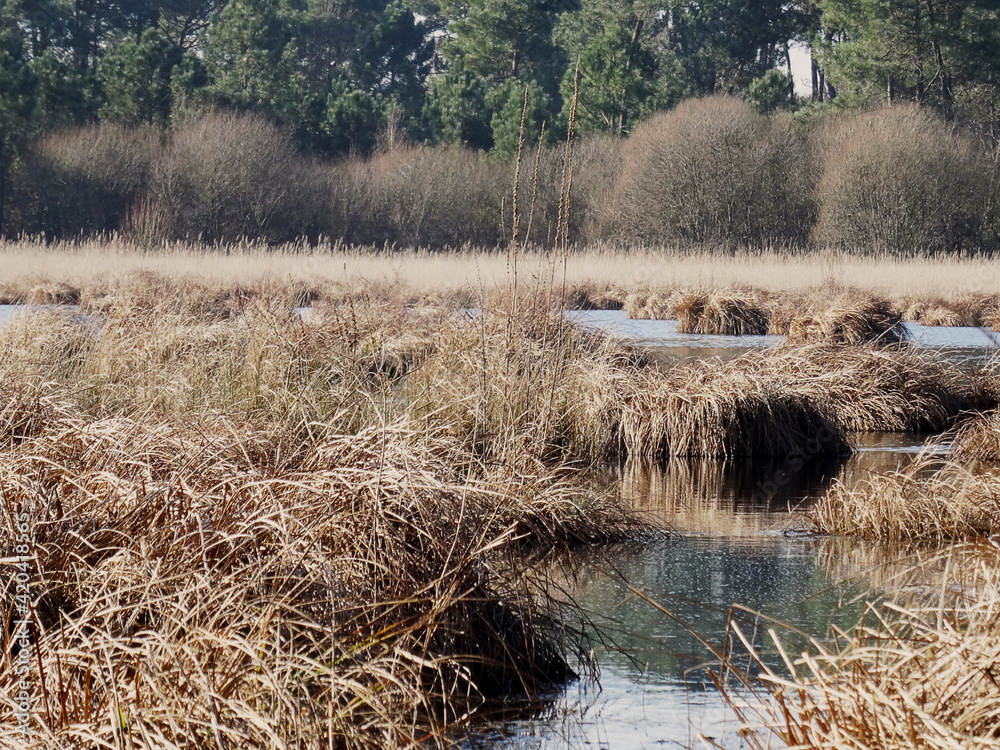 Marshland area who have been naturally set in this brittany landscape ...