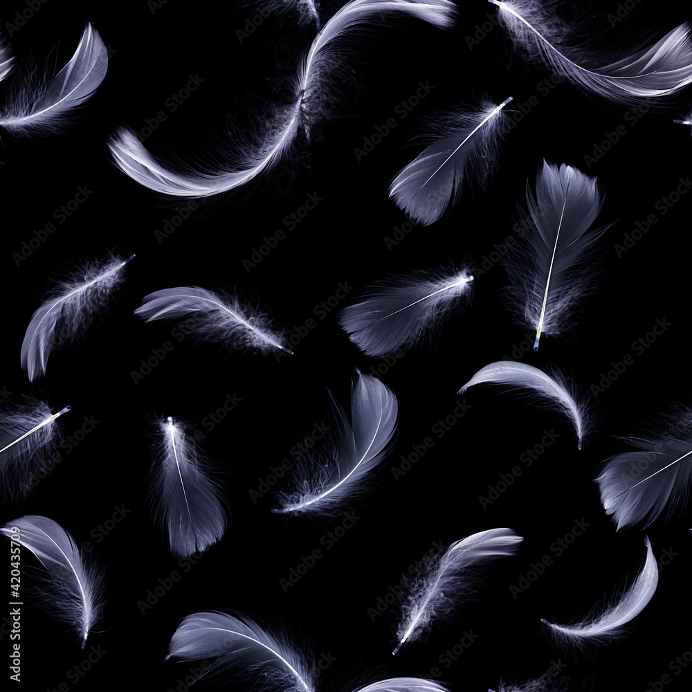 Feather black. White pastel angel feather closeup texture falling on ...