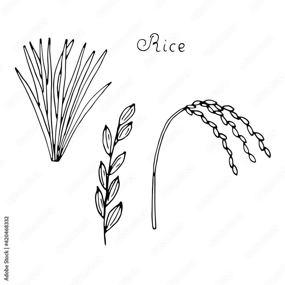 Rice, plant leaves and spikelets, vector doodle illustration, hand ...