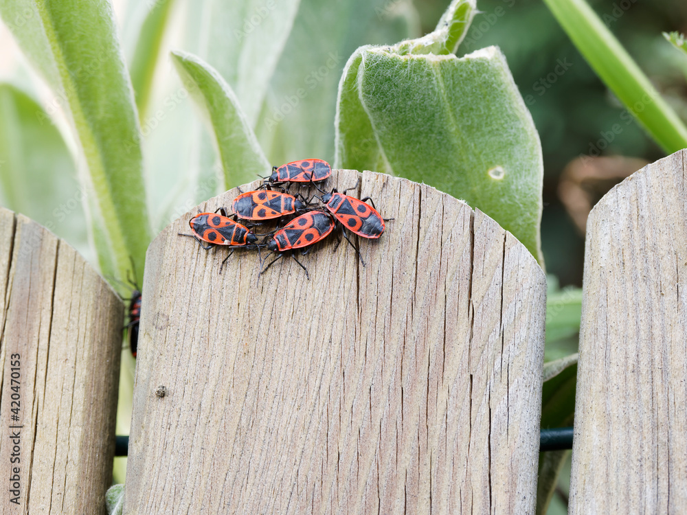 Foto de Pyrrhocoris apterus - Accouplement printanier de punaises ...
