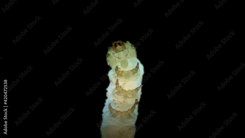 caterpillar Insecta Manduca sexta under the microscope, family ...