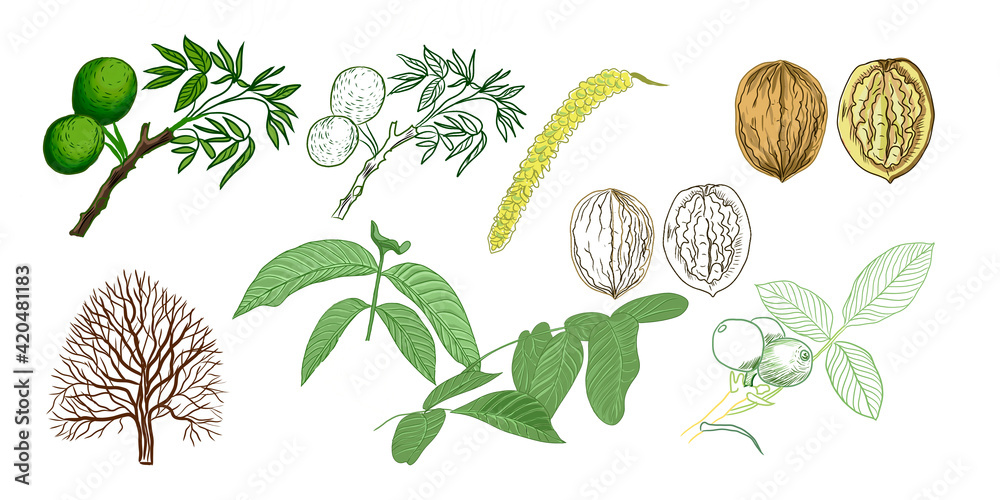 Walnuts hand-drawn illustration. Natural product vegetarianism. Sketch ...