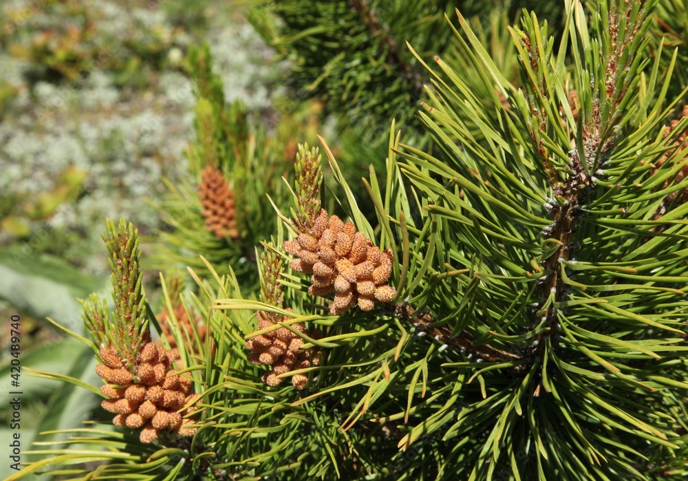 Lodgepole Pine Needles