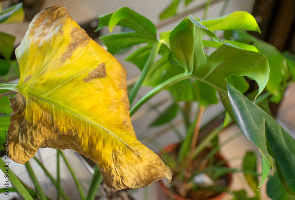 Overwatered monstera plant leaves turning yellow. Houseplant diseases ...