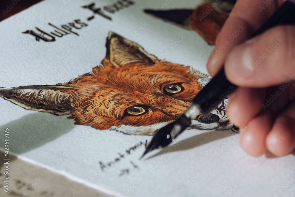 Fox anatomy study vol. 2 Stock Photo | Adobe Stock