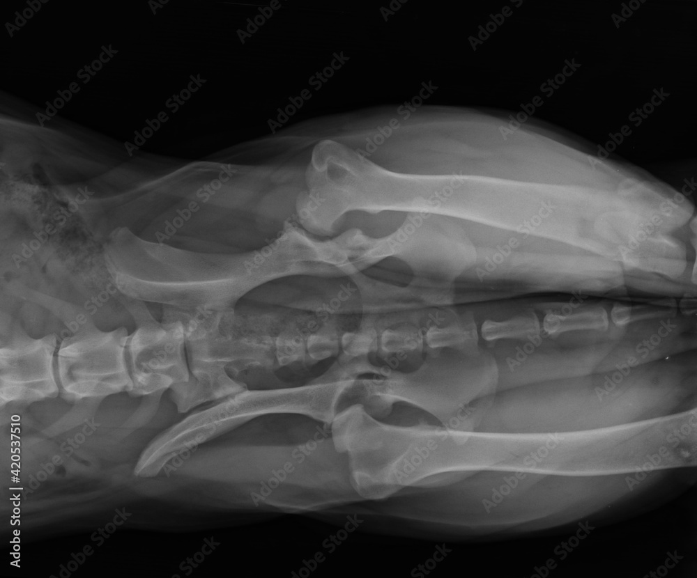 Dog X Ray Showing Canine Bilateral Hip Dysplasia. Ventral View Stock ...
