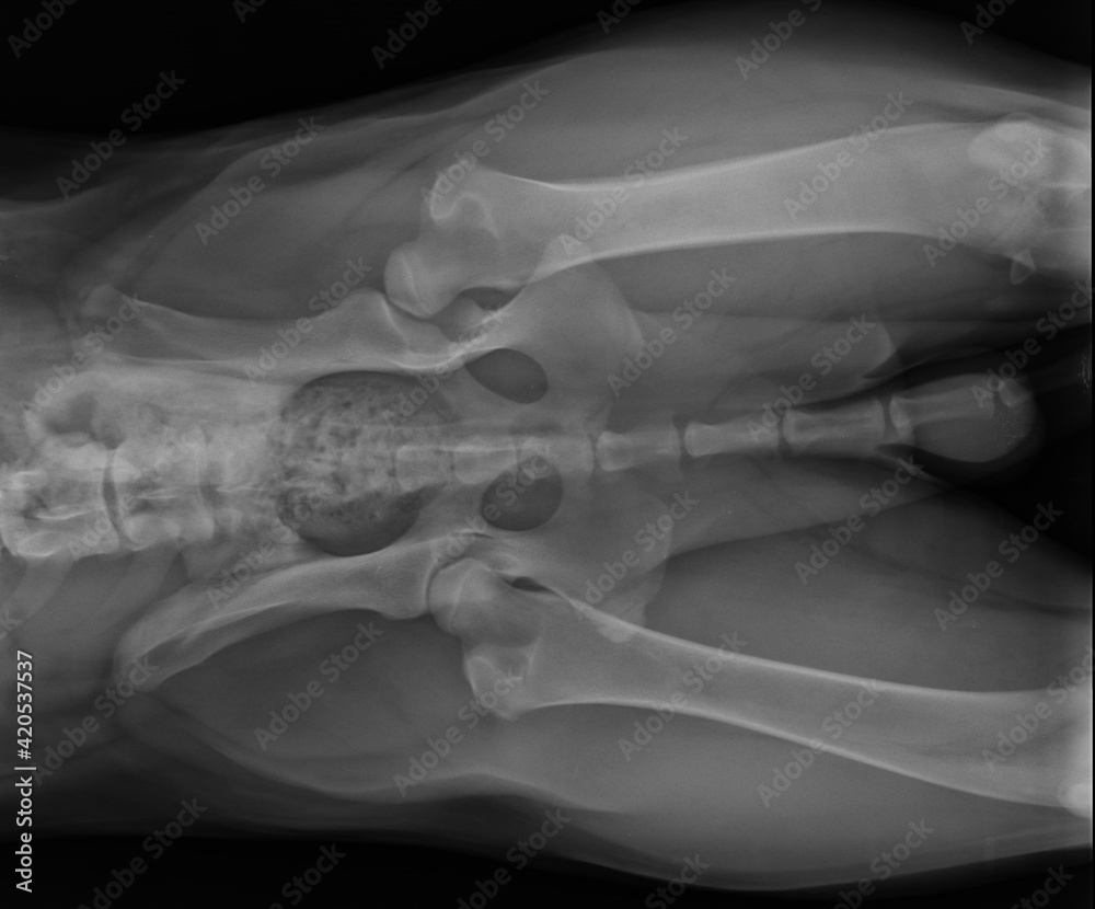 Dog X Ray Showing Canine Left Leg Hip Dysplasia. Ventral View Stock ...