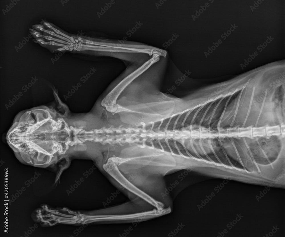 Cat X Ray. Cat Chest Thorax X Ray Thorax Ventral View Stock Photo ...