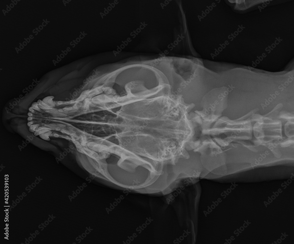 Dog Skull X Ray. Ventro Dorsal Exposure foto de Stock | Adobe Stock