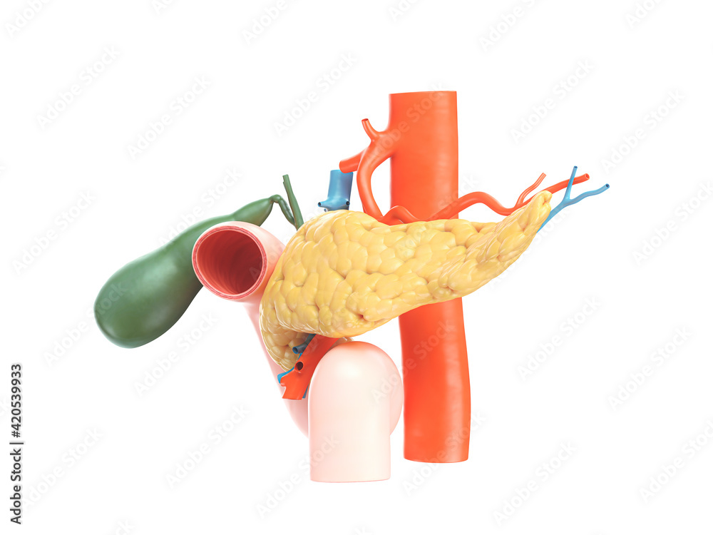 Anatomically accurate illustration of human pancreas with gallbladder ...